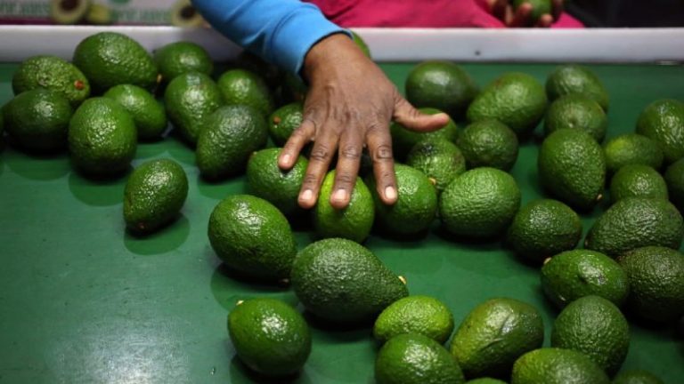 Ruvuma Region Aims at Increasing Avocado Production Twentyfold by 2025 ...
