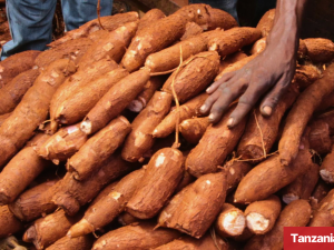 Mkulazi Sugar Factory Begins Operations Adding 50,000 TPY to National ...