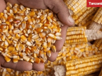 Mkulazi Sugar Factory Begins Operations Adding 50,000 TPY to National ...